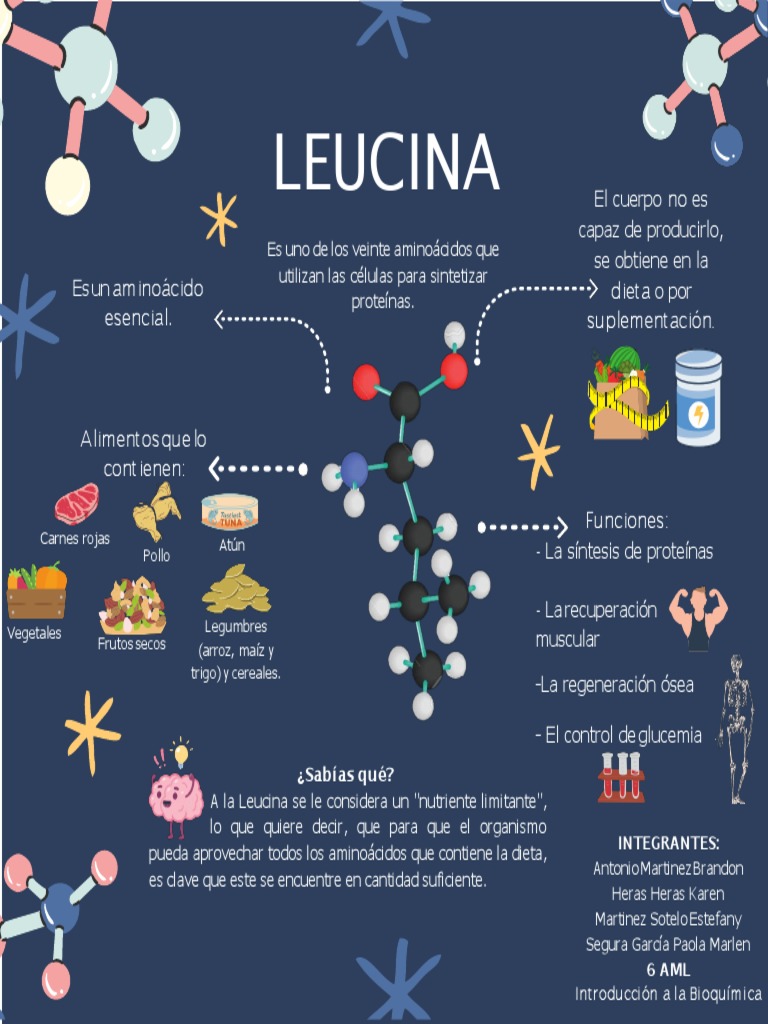 Funciones y fuentes de la leucina | PDF | Proteínas | Leucina