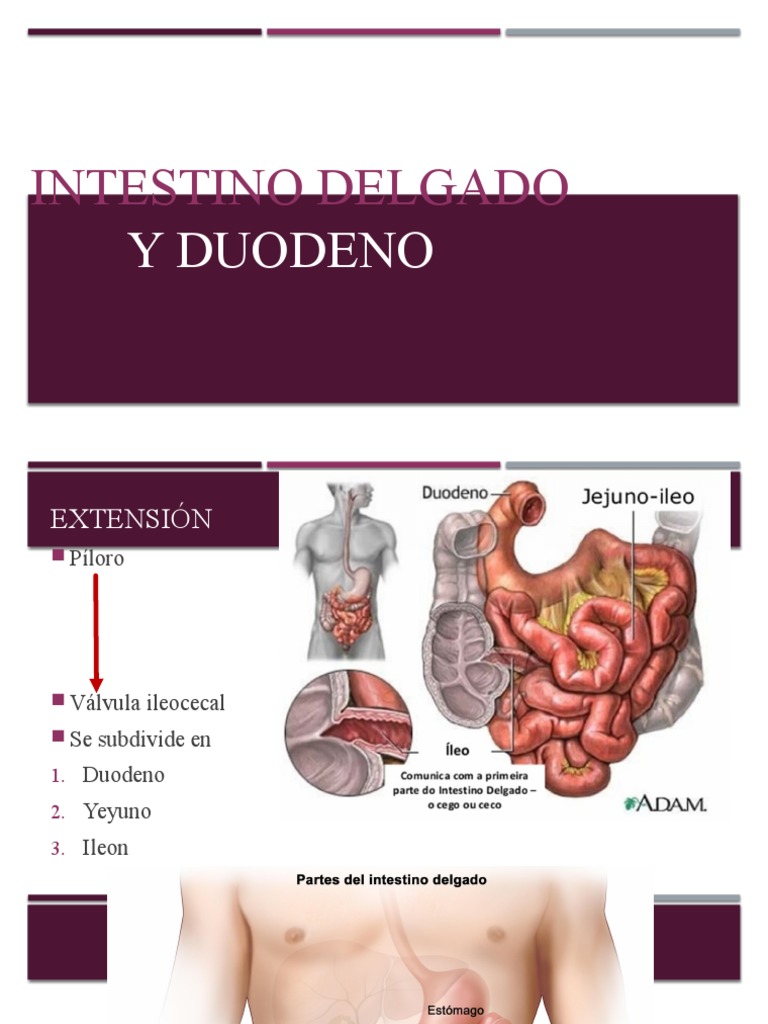 Intestino Delgado | PDF | Tracto gastrointestinal | Intestino delgado