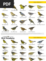 UK Gull Identification Guide | PDF | Gull | Birds