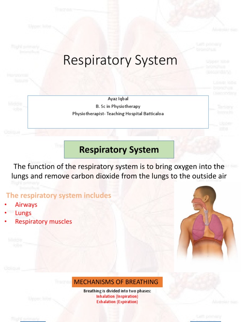 Respiratory System and VO2 Max Tests | PDF | Respiratory System | Breathing