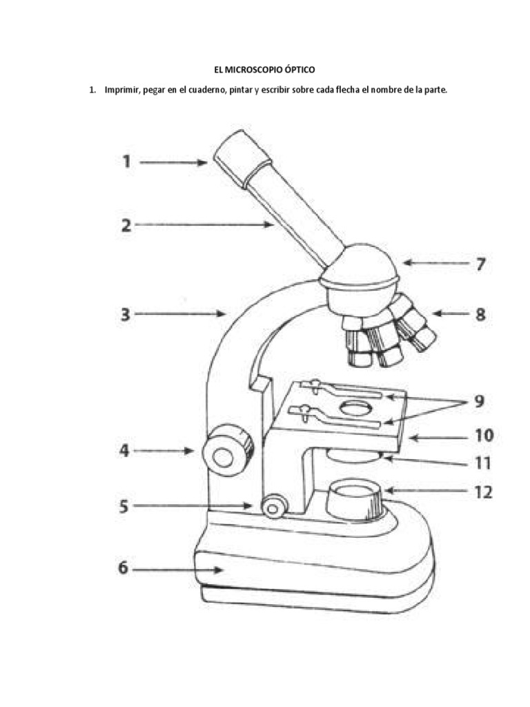 El Microscopio y Montaje de Una Muestra | PDF
