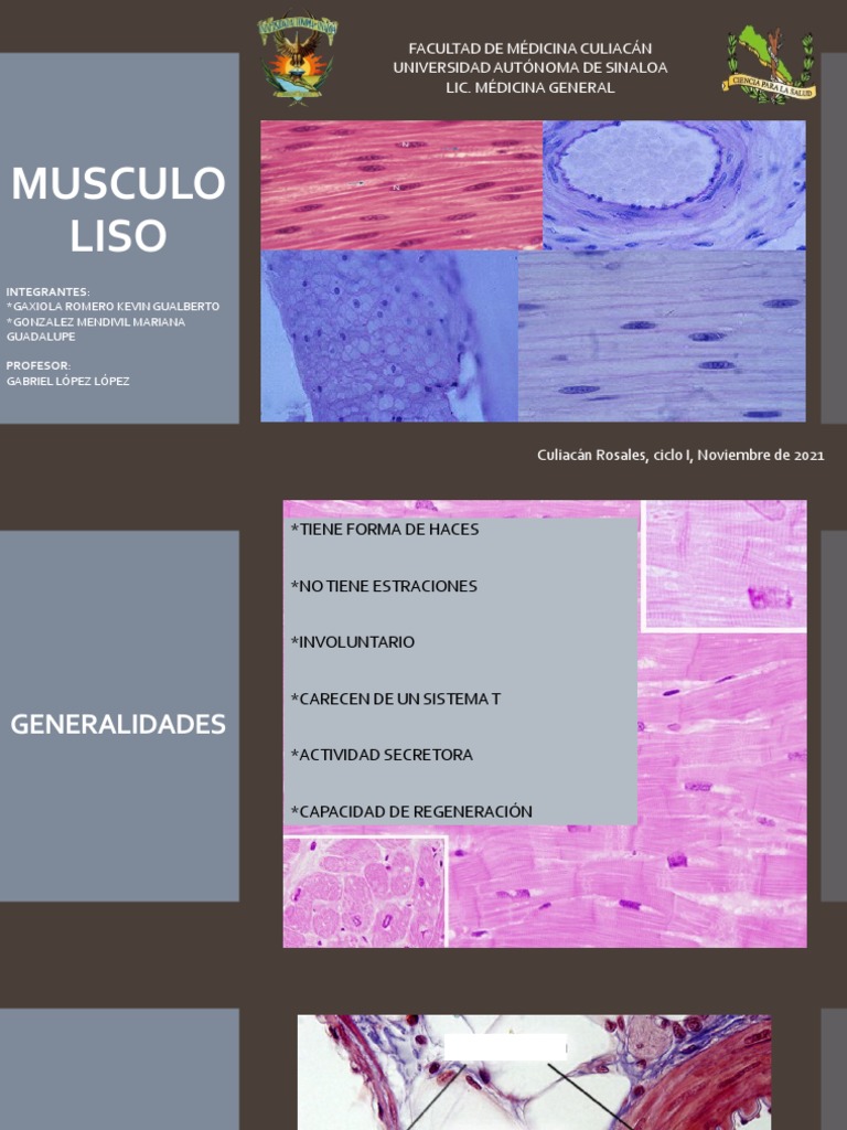 Musculo Liso | PDF | Músculo esquelético | Contracción muscular