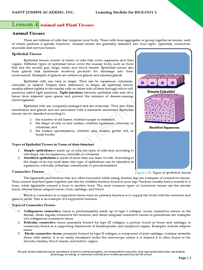 WEEK 6 Gen. Bio. 1 (G12 STEM) | PDF | Epithelium | Connective Tissue