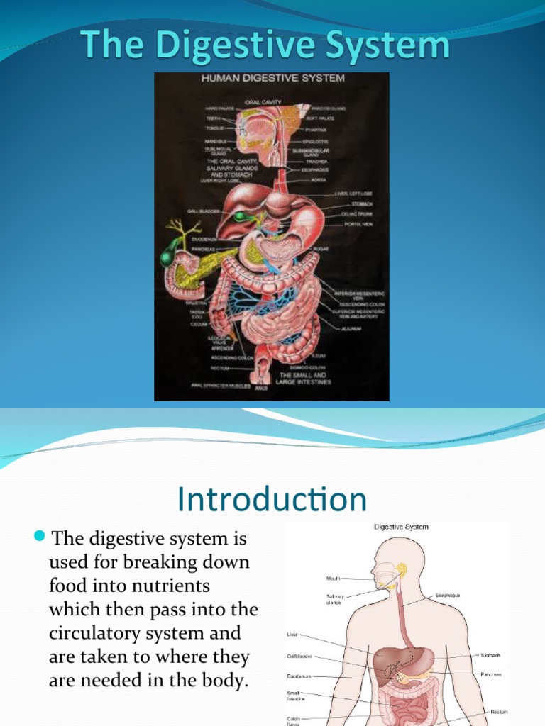 The Comprehensive Journey of Food Through the Human Digestive System ...
