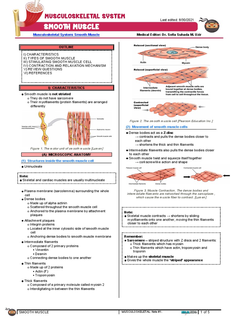 397 - Musculoskeletal Physiology) Smooth Muscle | PDF | Muscle ...