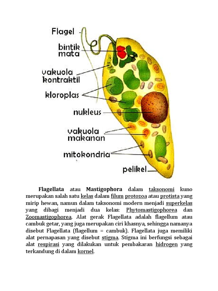 Flagellata Atau Mastigophora Dalam Taksonomi Kuno Merupakan Salah Satu Kelas Dalam Filum ...