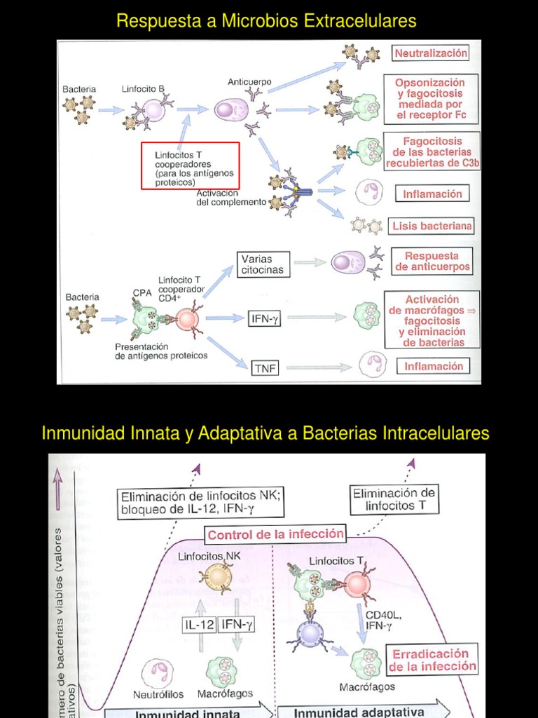 Inmunidad Vs Microbios | PDF