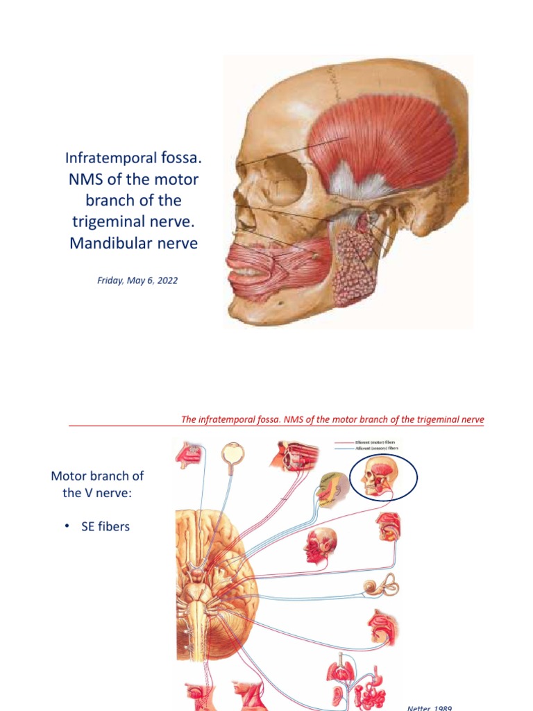 Fosa Infratemporal | PDF | Human Head And Neck | Human Anatomy