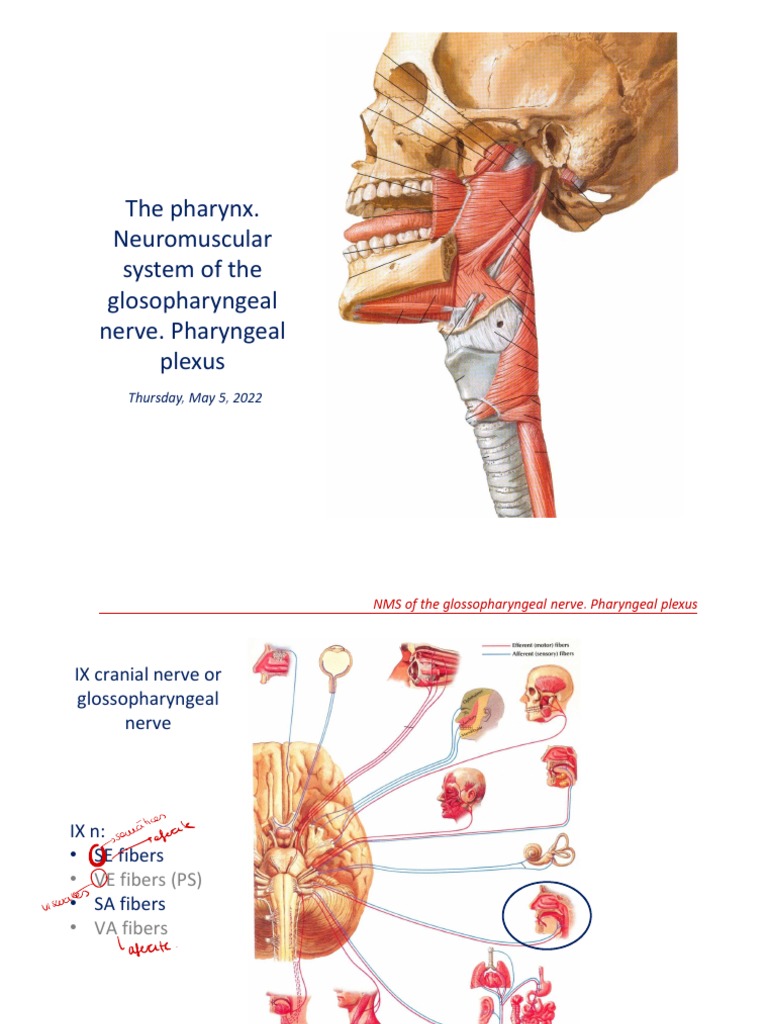 5. La faringe. SNM del nervio glosofaríngeo. Plexo faríngeo | PDF ...