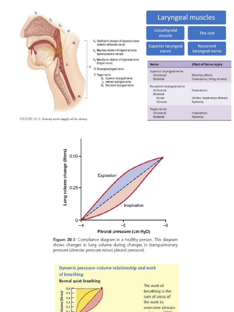 Laryngeal Muscles: Cricothyroid Muscle Superior Laryngeal Nerve The ...