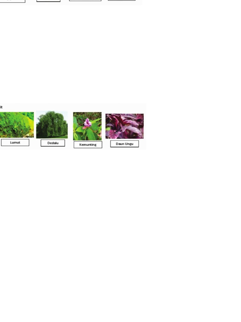 Tumbuhan Hidrofit | PDF