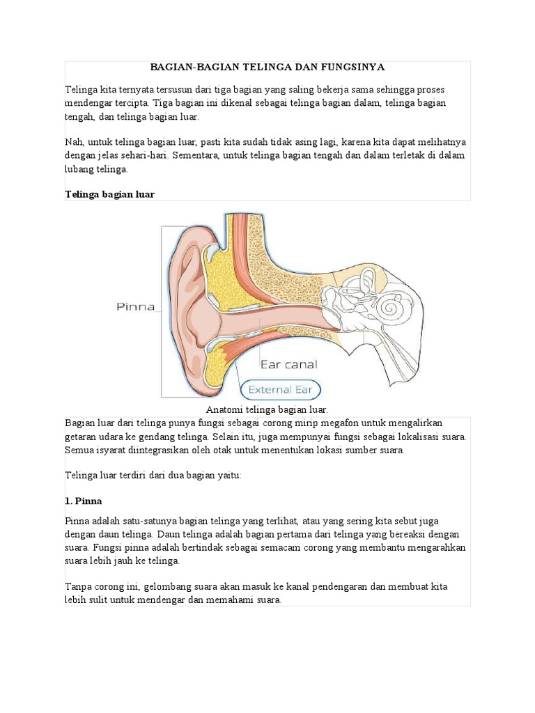 Bagian dan Fungsi Telinga Manusia | PDF
