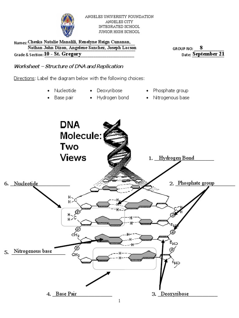 DNA Replication Worksheet 1 GROUP 8 | PDF