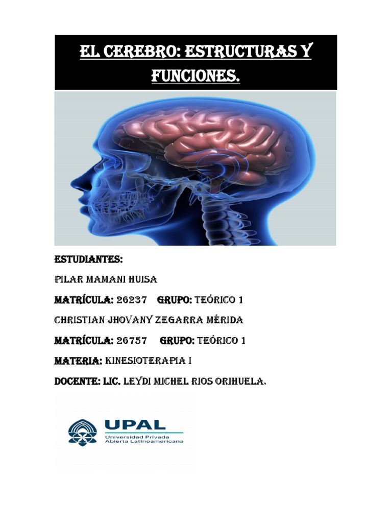 Cerebro Estructuras y Funciones | PDF | Cerebro | Hemisferio cerebral