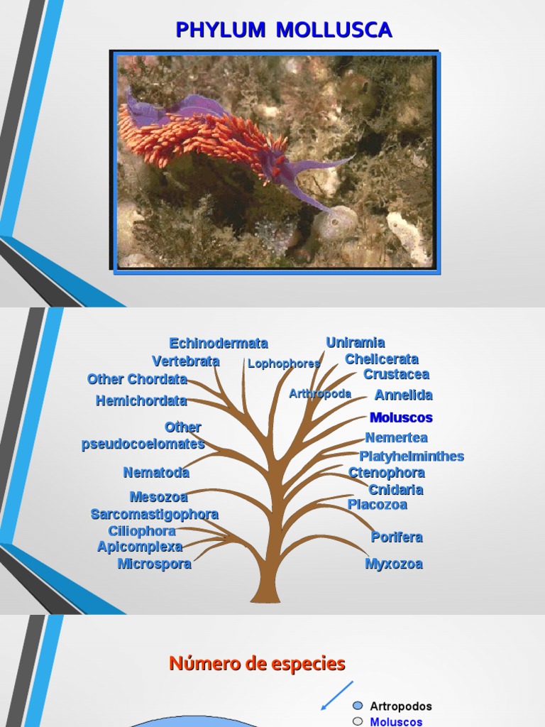 Características del Filo Moluscos | PDF | Moluscos | Zoología