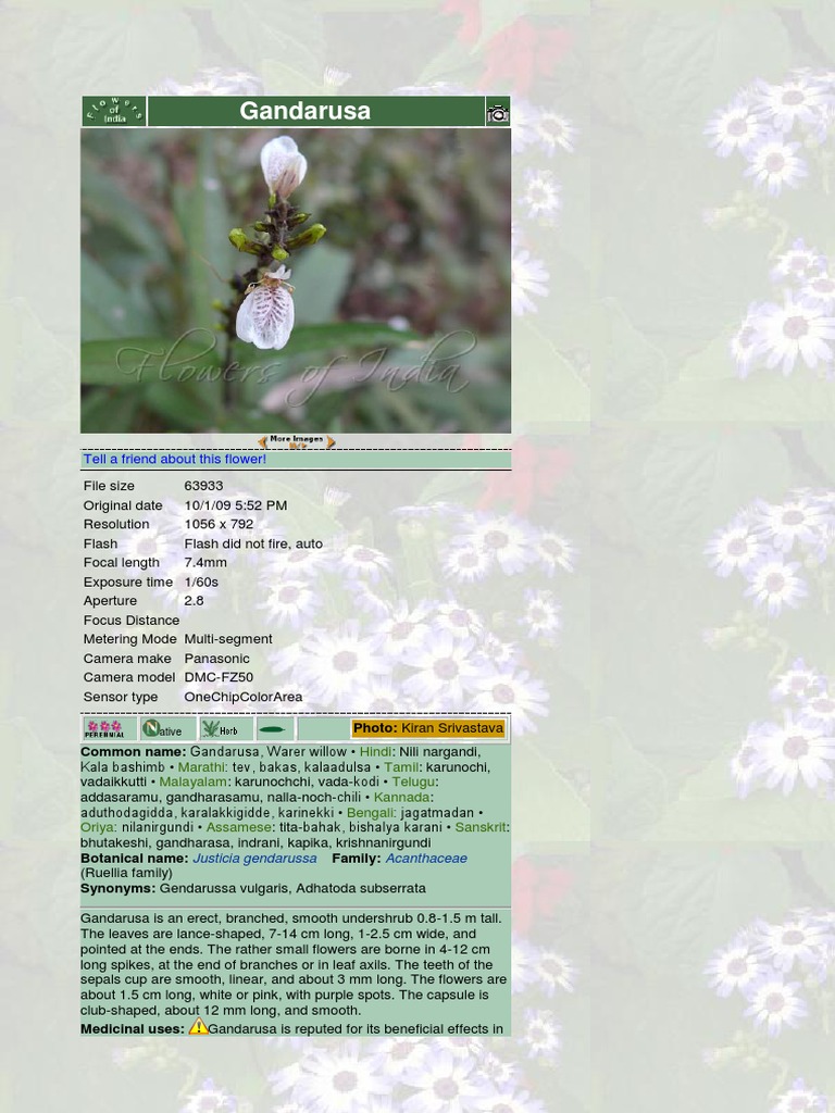 Gandarusa: Tell A Friend About This Flower! | PDF