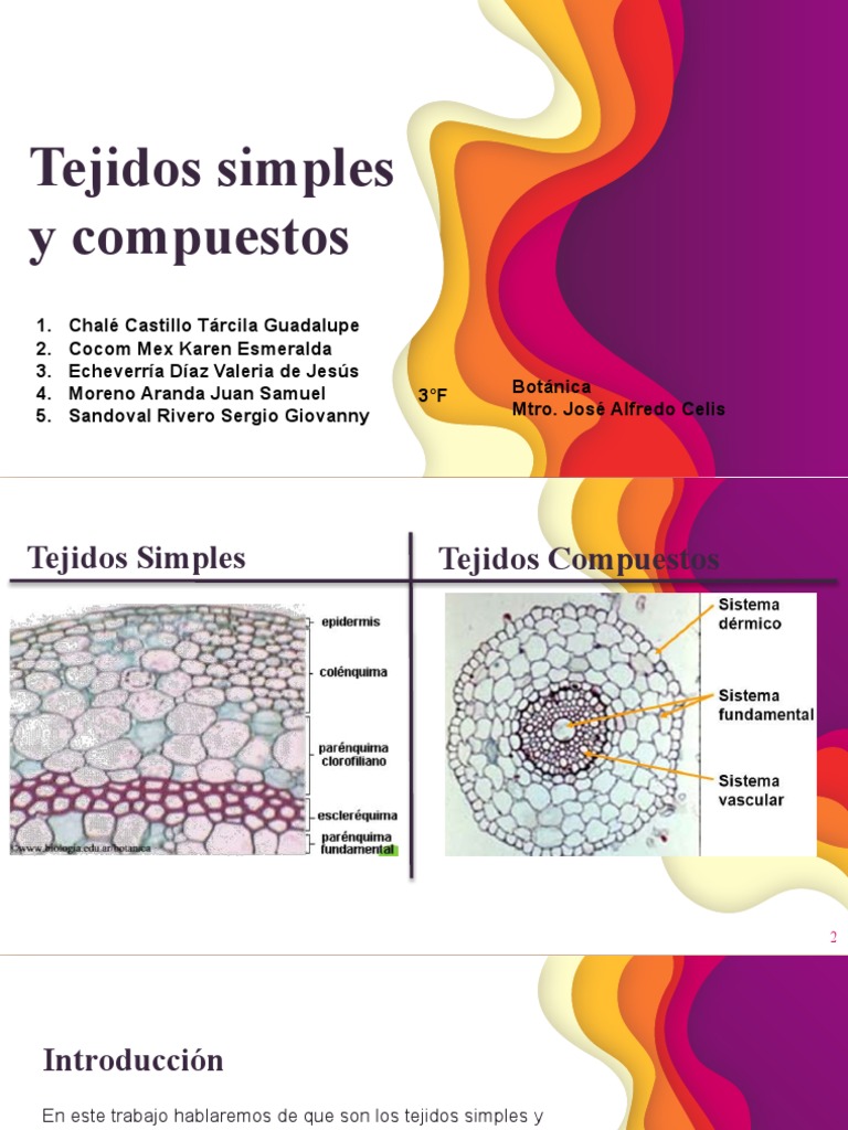 Tejidos Simples y Compuestos | PDF | Tallo de la planta | Biología Celular