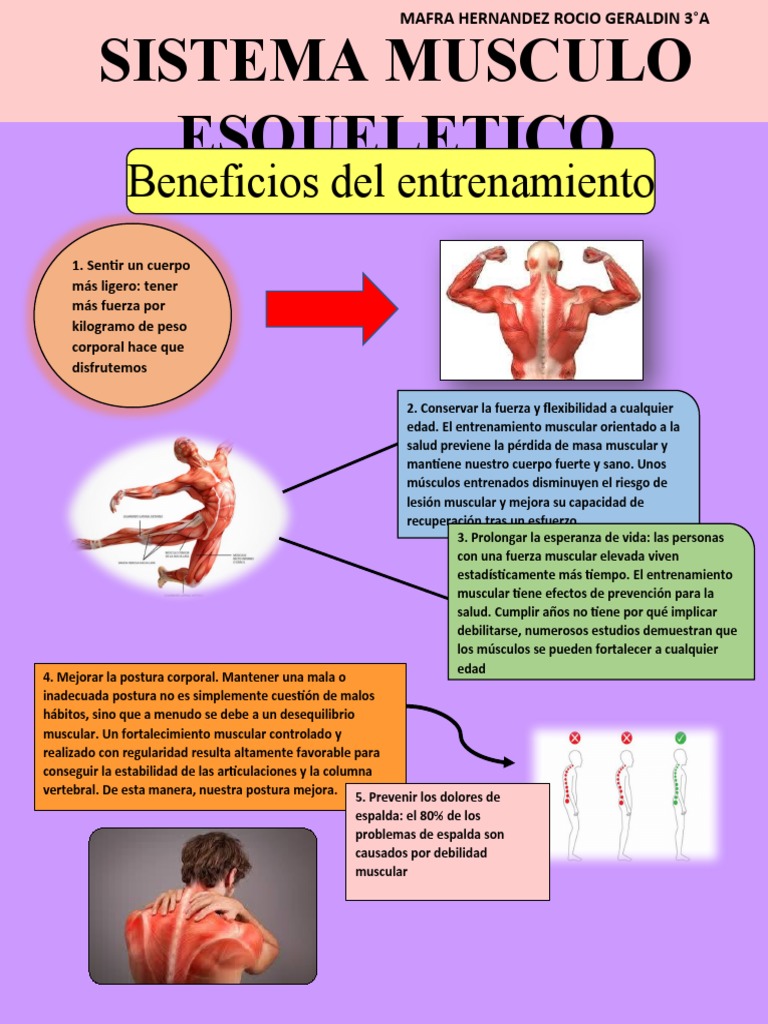 Infografia Sistema Musculo | PDF | Músculo esquelético | Obesidad