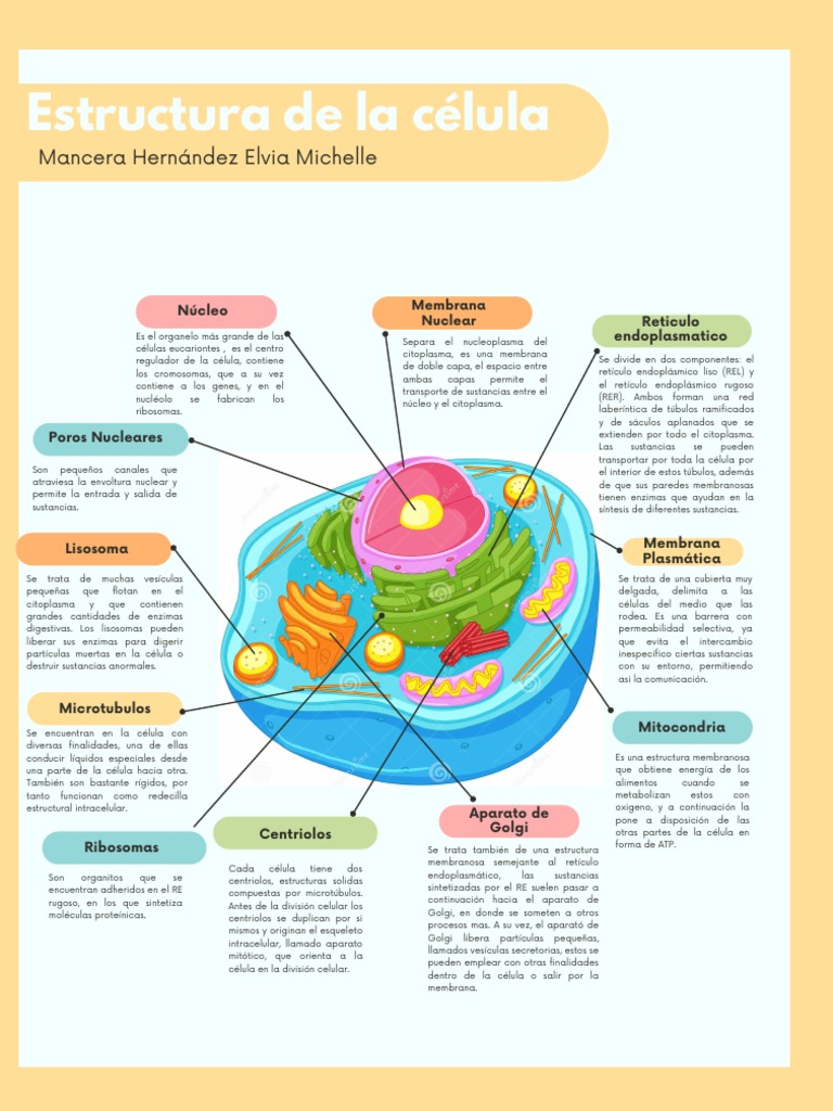 Celula Pdf Citoplasma Retículo Endoplásmico