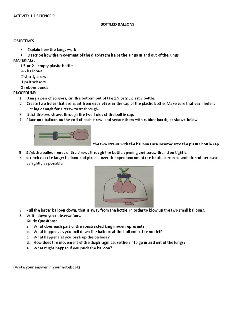 Lung Model Activity for Grade 3 | PDF | Lung | Respiratory System