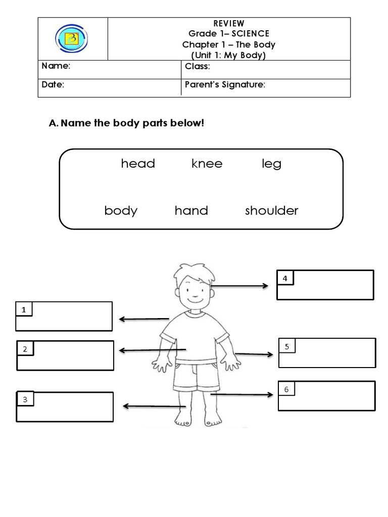 Science Review Unit 1 My Body | PDF