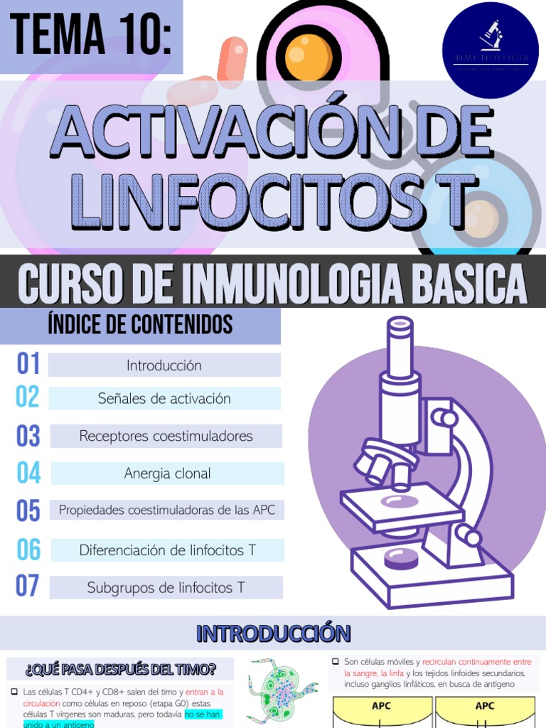 Activación Y Diferenciación De Linfocitos T Sinapsis Inmunológica