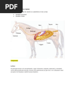 Fisiología Digestiva Del Cerdo | PDF | Digestión | Bilis