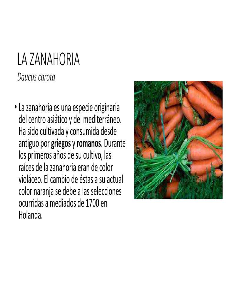 Cultivo y características de la zanahoria | PDF | Nabo | Hierba