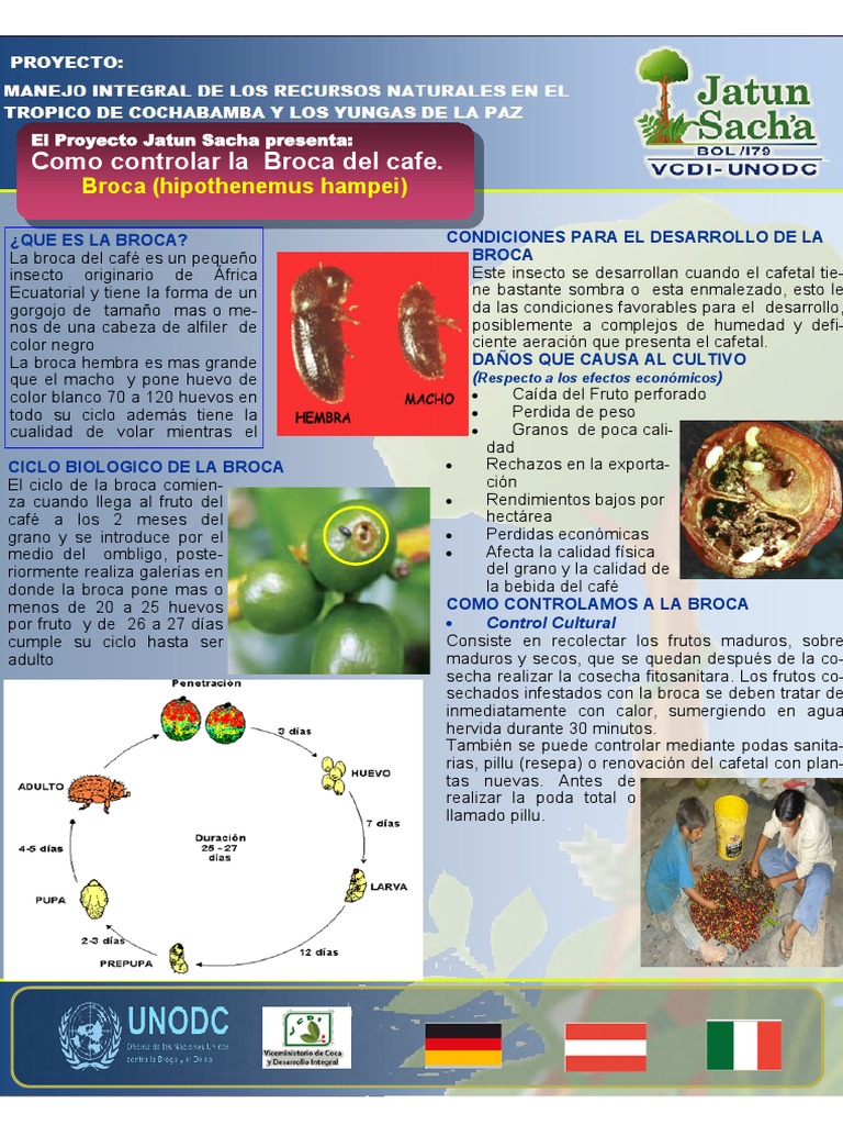 Broca Del Cafe | PDF | café | Agricultura