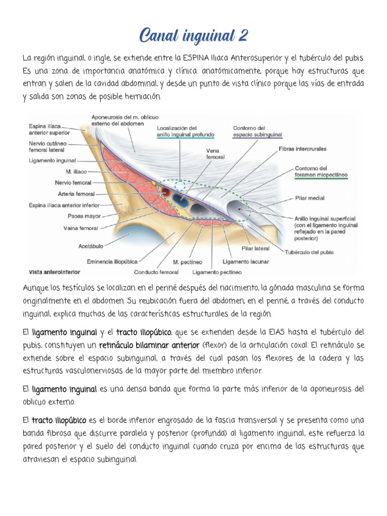 Anatomía del Canal Inguinal y Estructuras | PDF | Abdomen | Morfología ...