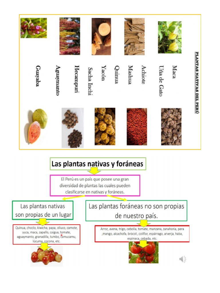 Plantas Nativas y Foraneas | PDF