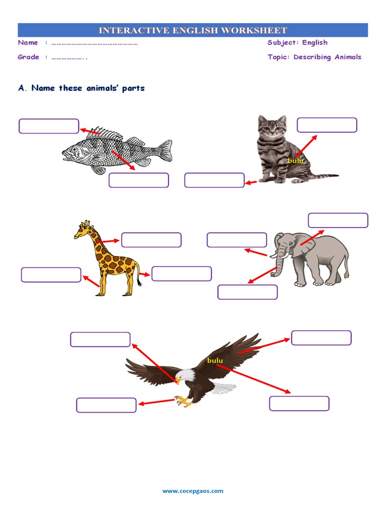 Describing Animals Worksheet for Grade 7 | PDF | General Fiction