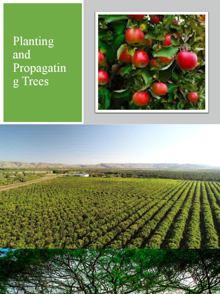 Planting and Propagating Trees - Week 1 | PDF | Trees | Soil