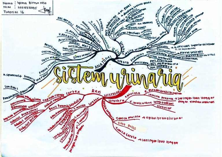 Mindmap Sistem Urinaria | PDF