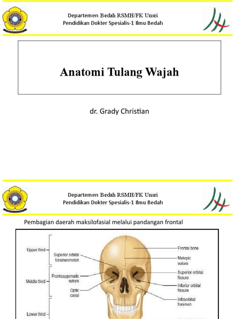 Anatomi Tulang Wajah | PDF | Kajian Bahasa Asing | Kesehatan Holistik