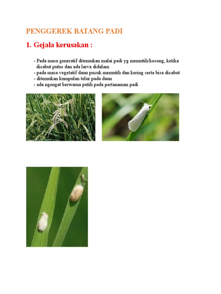 Pengendalian Hama Penggerek Batang Padi | PDF