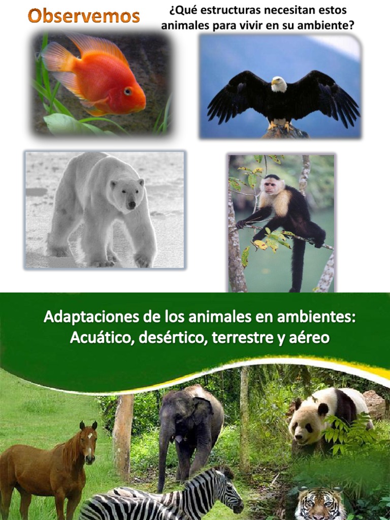 Adaptaciones de Los Animales Al Medio | Aves | Tetrápodos