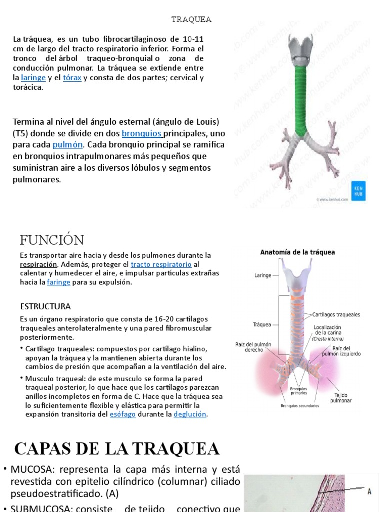 Estructura y función de la tráquea | PDF | Fisiología | Morfología ...