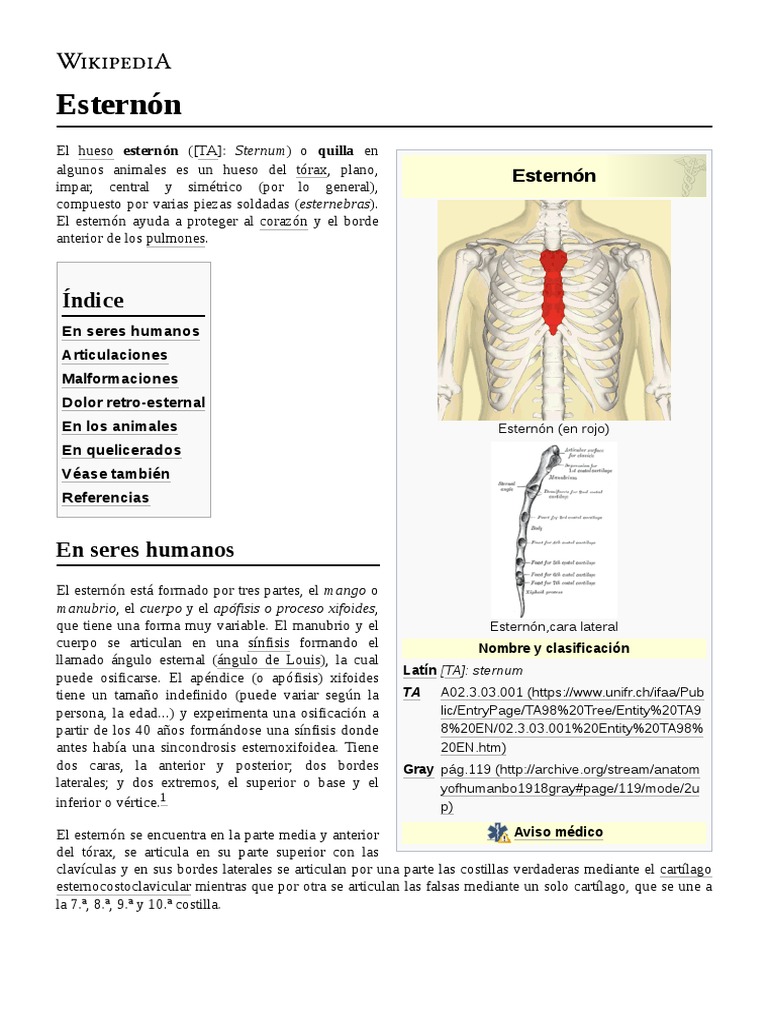 Esternón | PDF | Sistema musculoesquelético | Anatomía