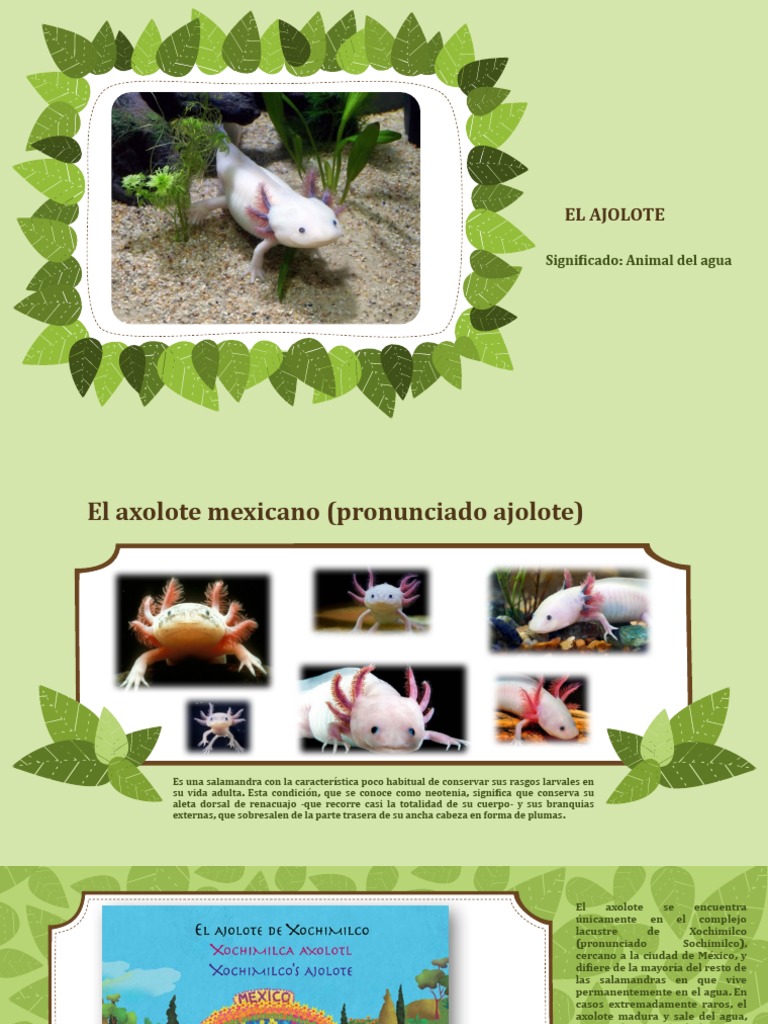 AJOLOTE | PDF