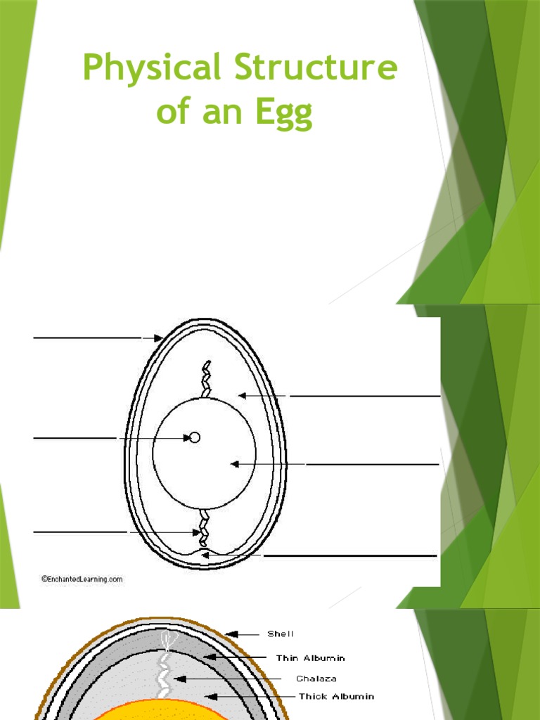Physical Structure of An Egg Grade 10 | PDF