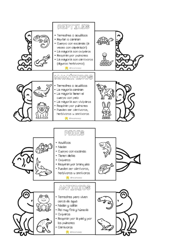 Animales Vertebrados Foldable | PDF