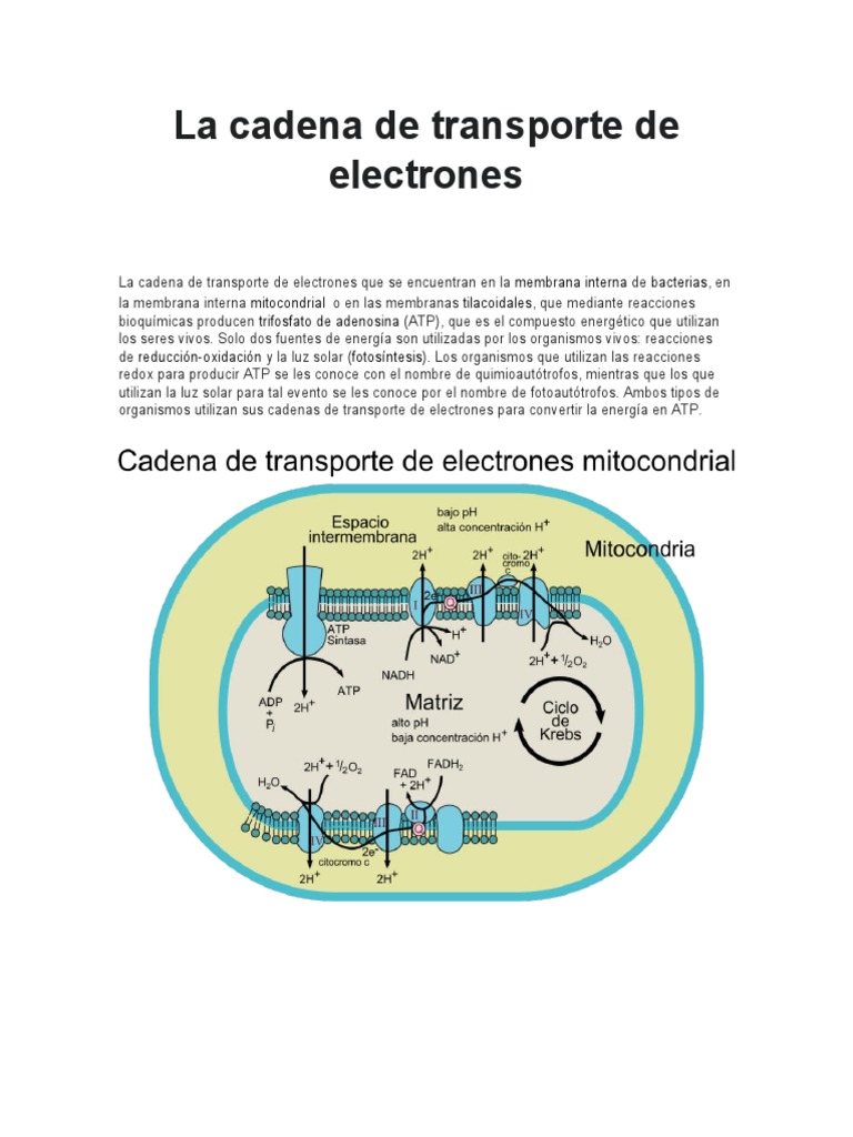 Transporte de Electrones | PDF | Cadena de transporte de electrones | Trifosfato de adenosina