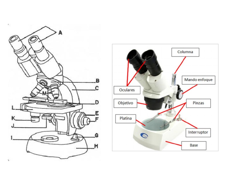 Esquema de Microscopio | PDF