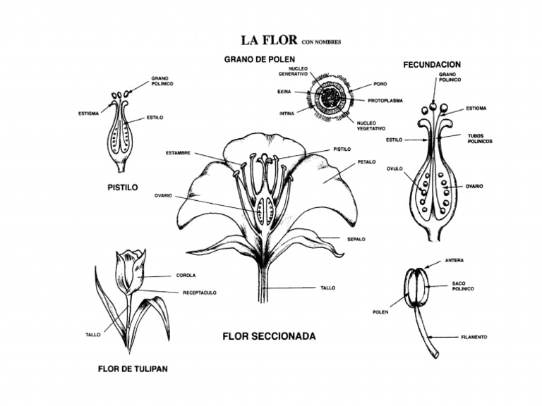 La Flor Con Nombres | PDF