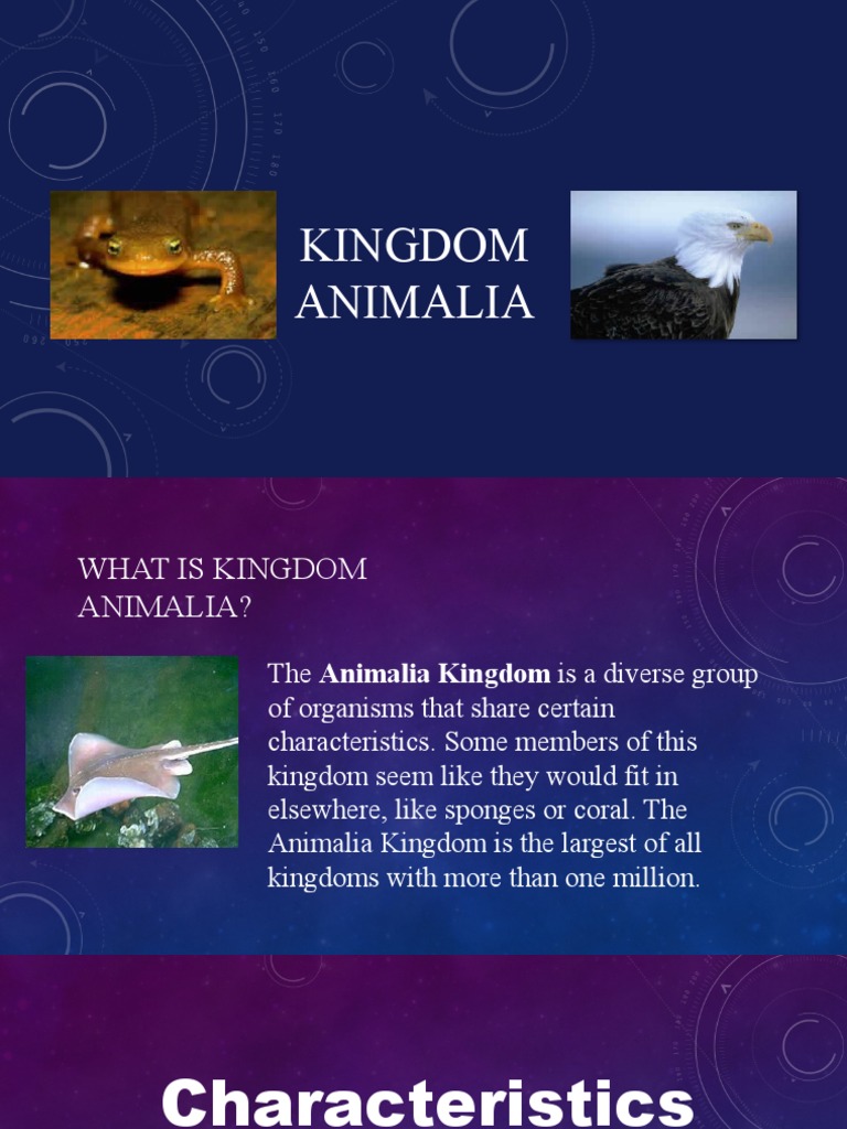 Kingdom Animalia (Jeidre Pamorca) | PDF | Invertebrate | Sponge
