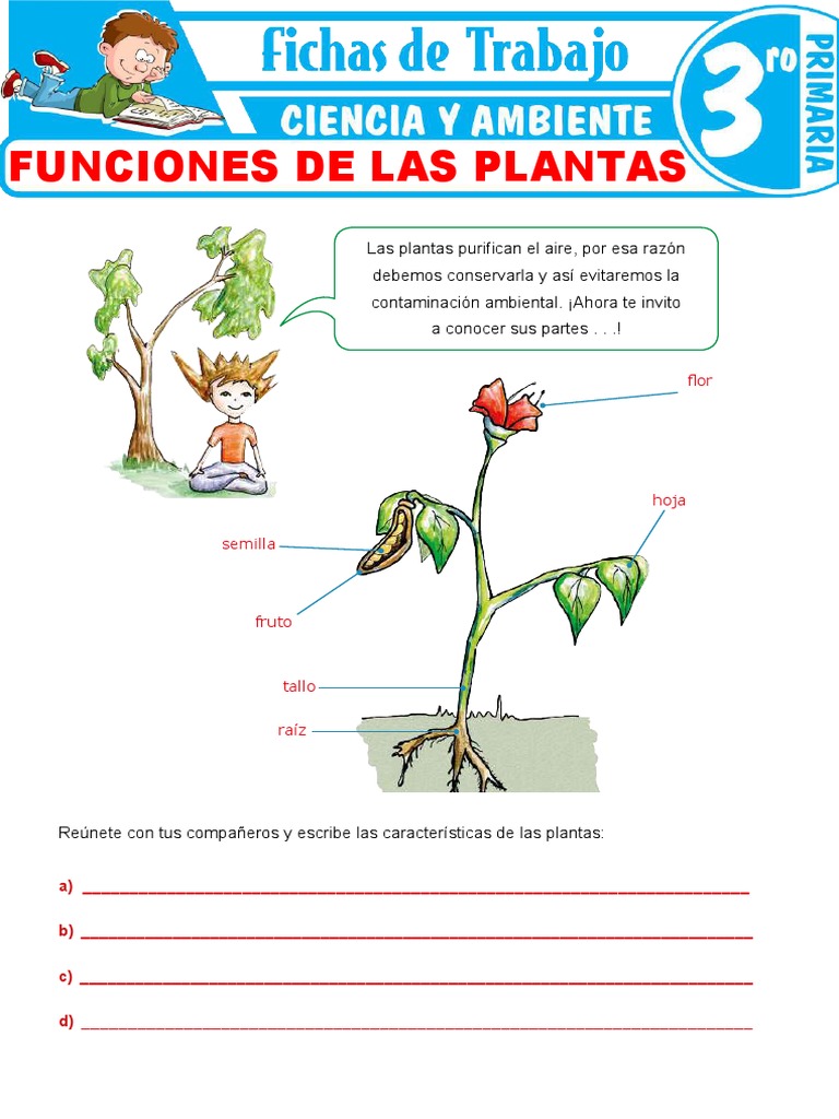 Funciones de Las Plantas para Tercer Grado de Primaria | PDF | Tallo de ...