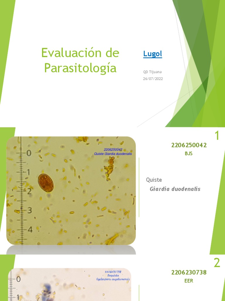 Parasitos en Lugol | PDF | Microbiología