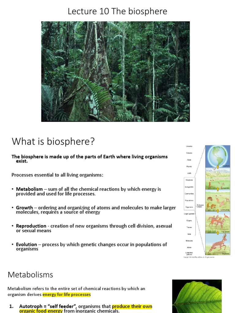 Components of the Biosphere Explained | PDF | Ecosystem | Evolution