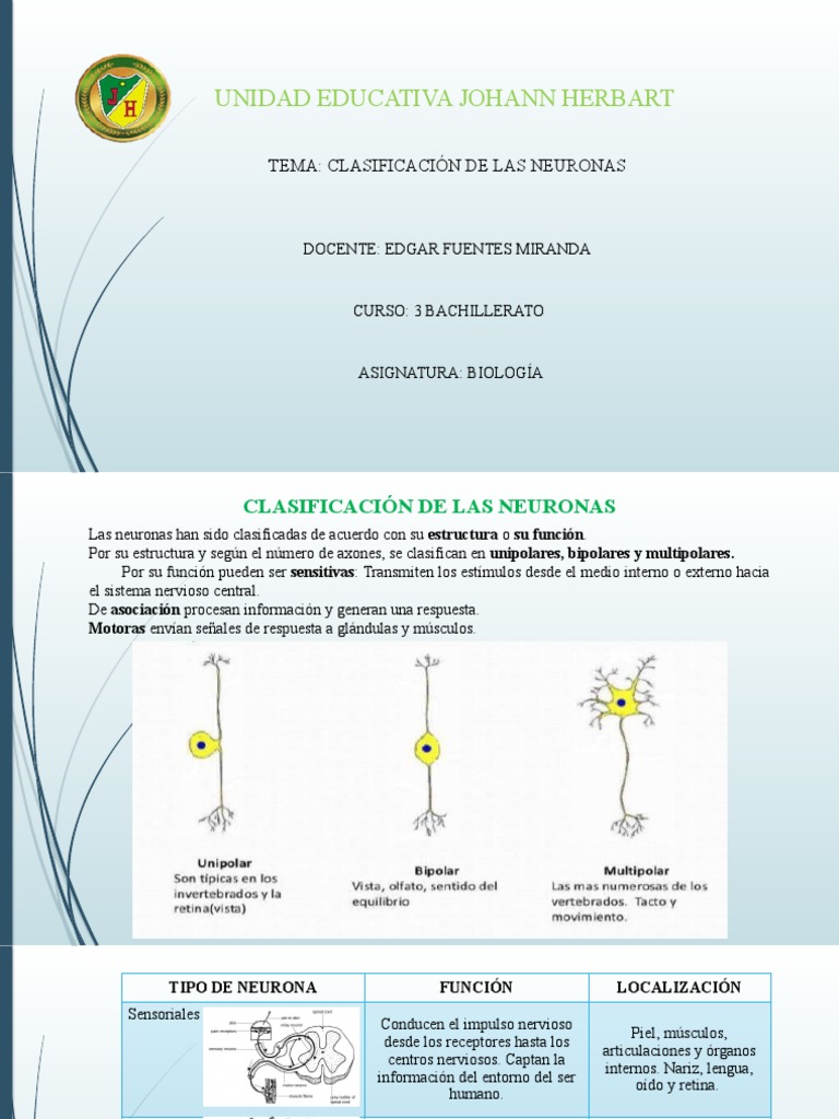 3 Bach - BLG 14 Clase Clasificación de Las Neuronas | PDF | Neurona | Sistema nervioso